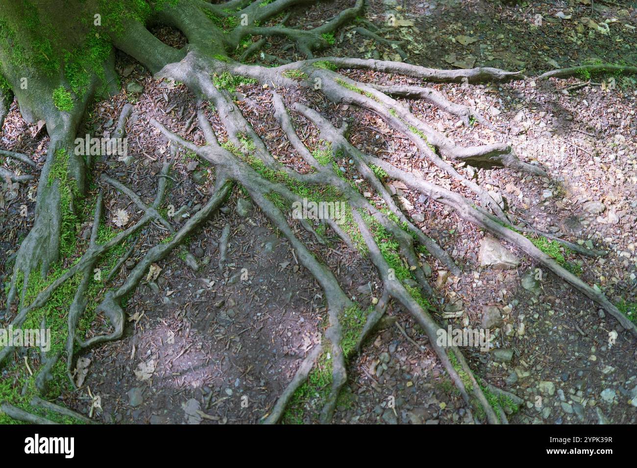 Tree roots winding in different directions on the earth's surface ...