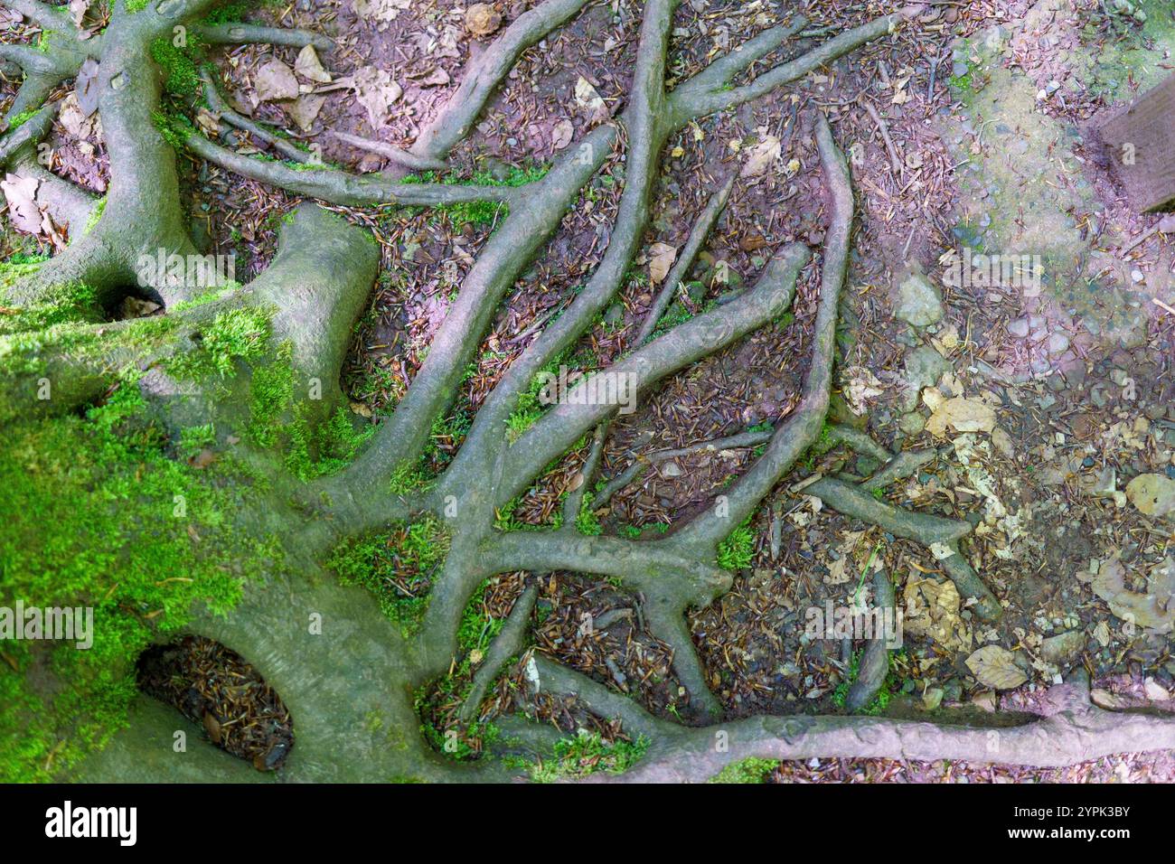 Tree roots winding in different directions on the earth's surface ...