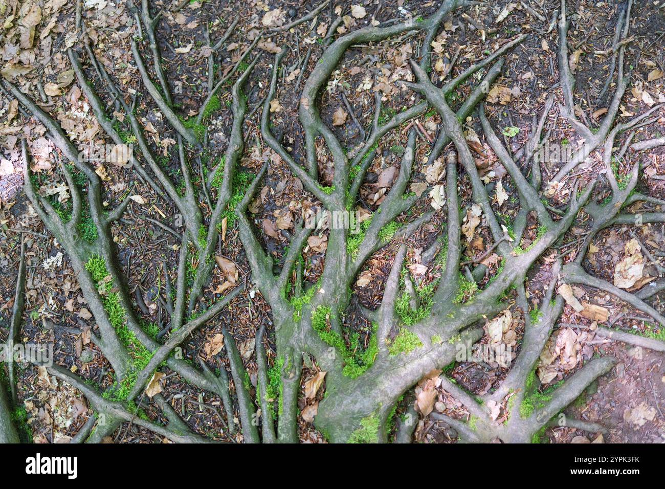 Tree roots winding in different directions on the earth's surface ...