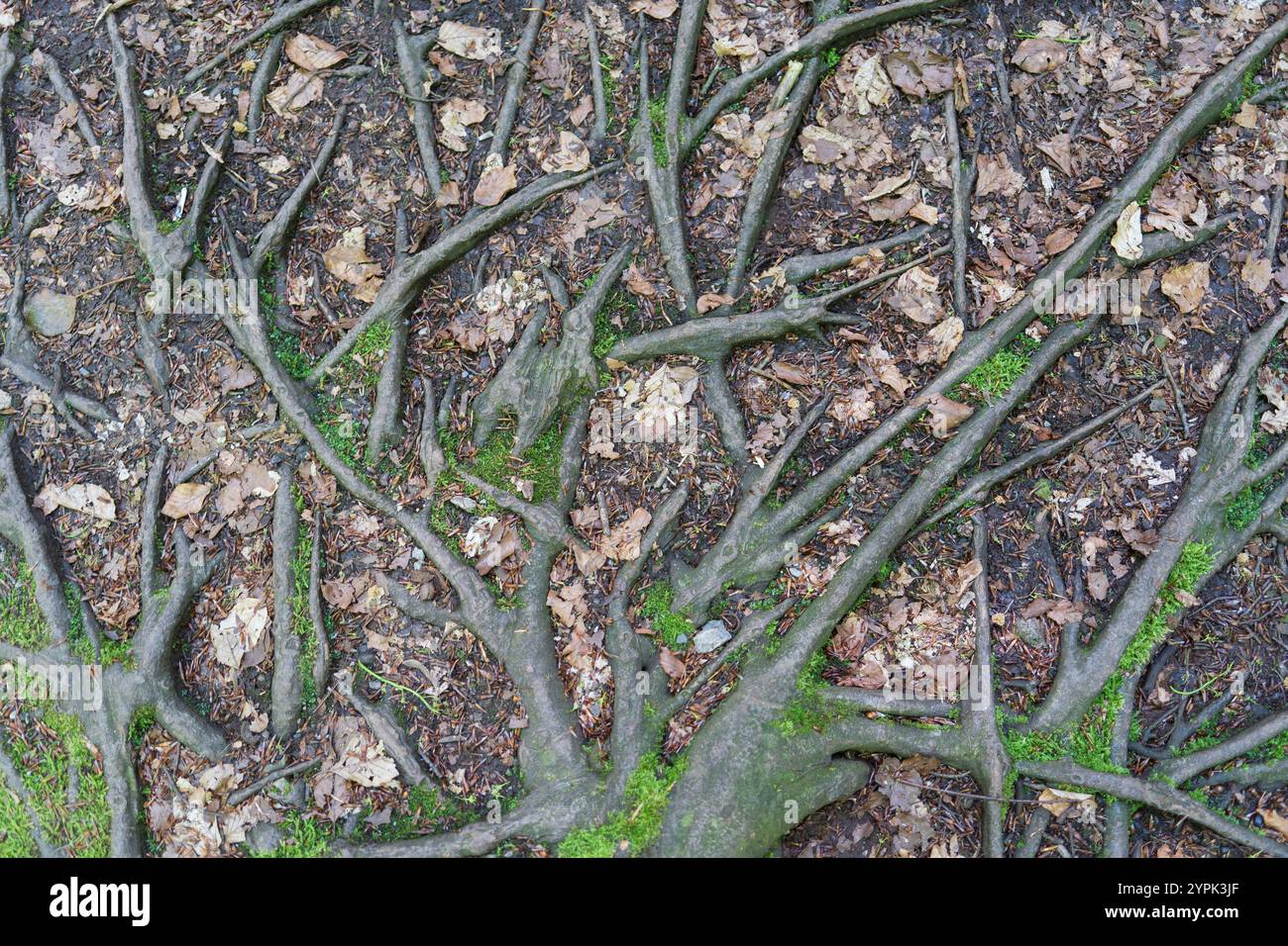 Tree roots winding in different directions on the earth's surface ...