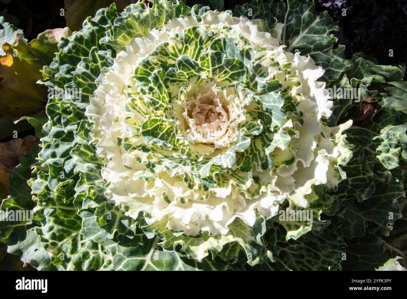Ornamental white kale in a garden on Bremner Boulevard in downtown ...