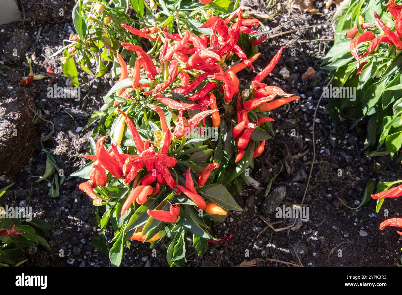 Sangria ornamental red pepper plants in a garden on Bremner Boulevard ...