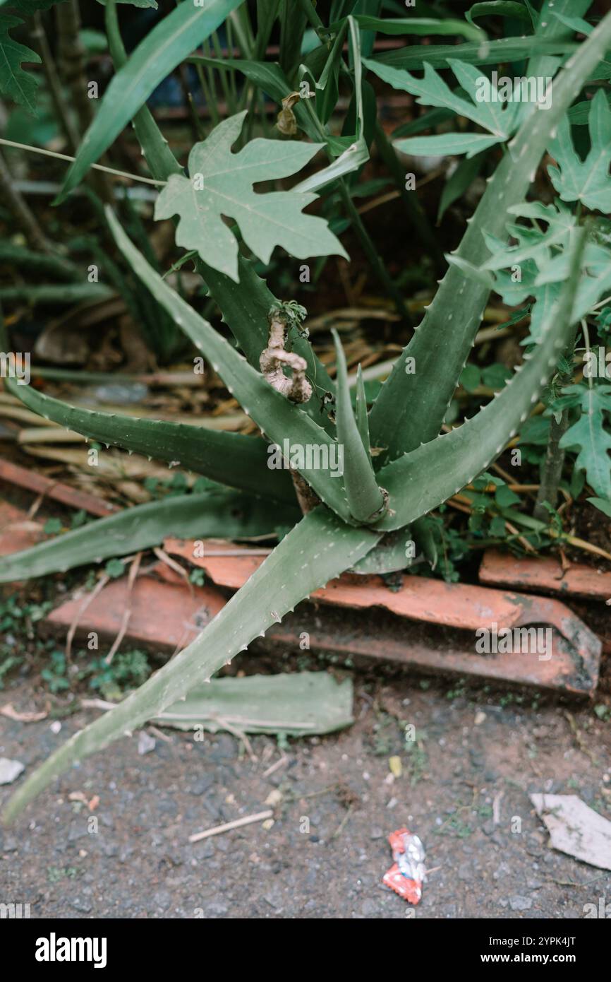 Aloe vera plant with vibrant green leaves growing in a pot, showcasing ...