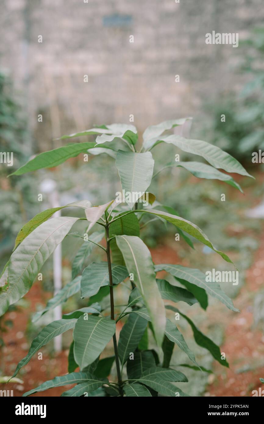 A small mango tree with lush green leaves growing in a garden, showing ...