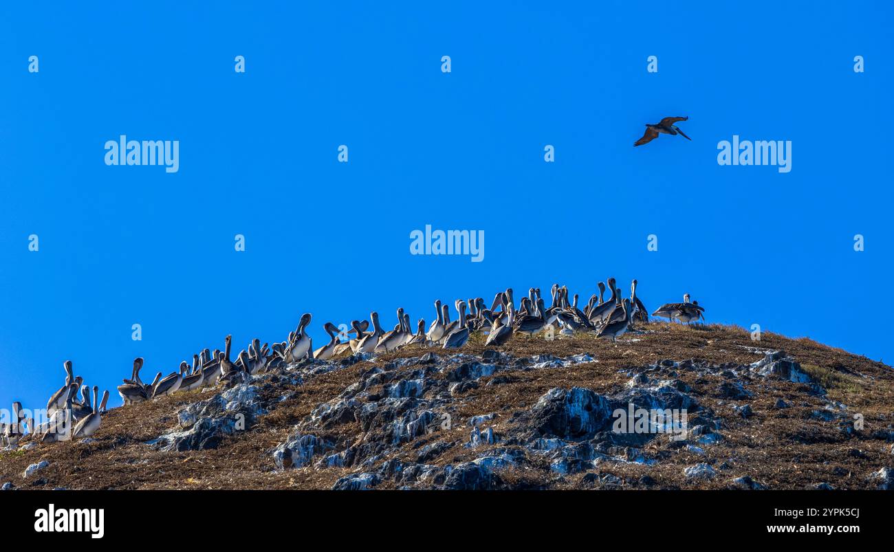 Channel islands national park rocky hi-res stock photography and images ...