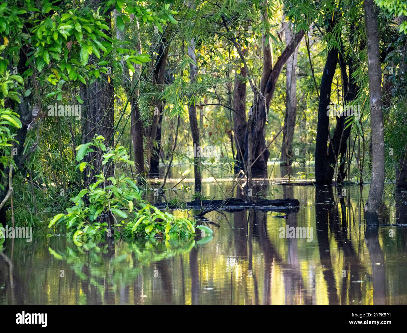 Rainforest on the Amazon with trees standing in water. The trees are ...