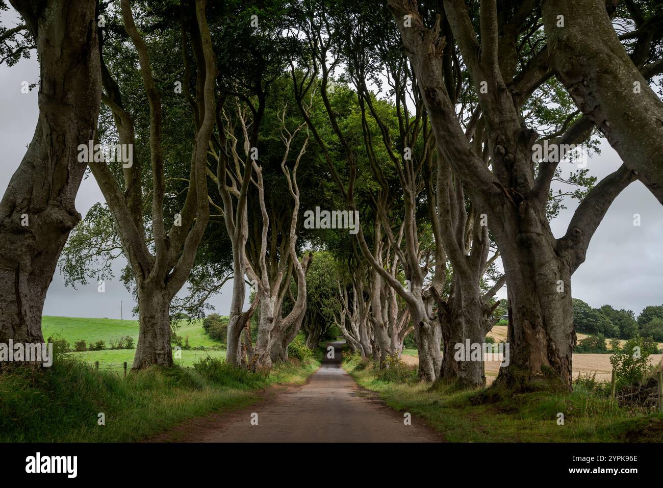 A narrow road flanked by tall, intertwined trees creating a natural ...
