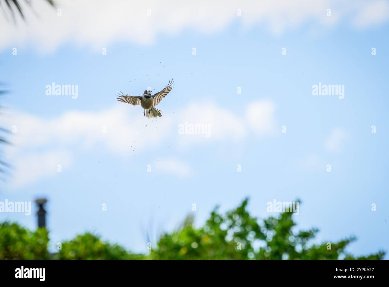 A beautiful fantail bird flying with wings wide open and eating small ...