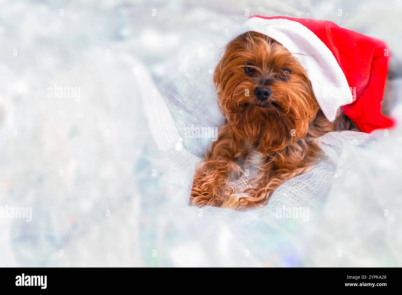 Adorable Yorkshire Terrier Wearing a Santa Hat Relaxing on a Festive ...