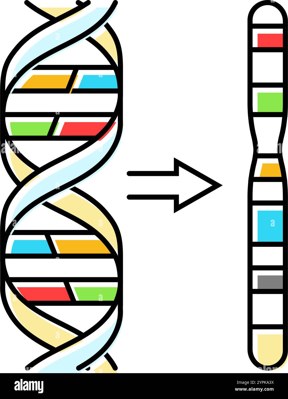 Chromosome alleles hi-res stock photography and images - Alamy