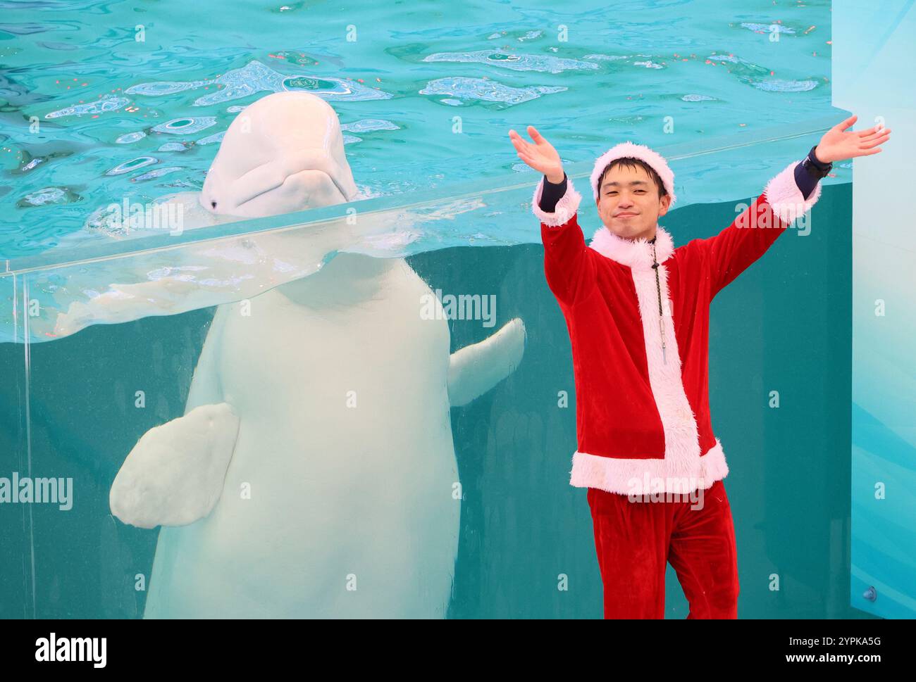 Yokohama, Japan. 1st Dec, 2024. Santa trainer dances with a Beluga at ...