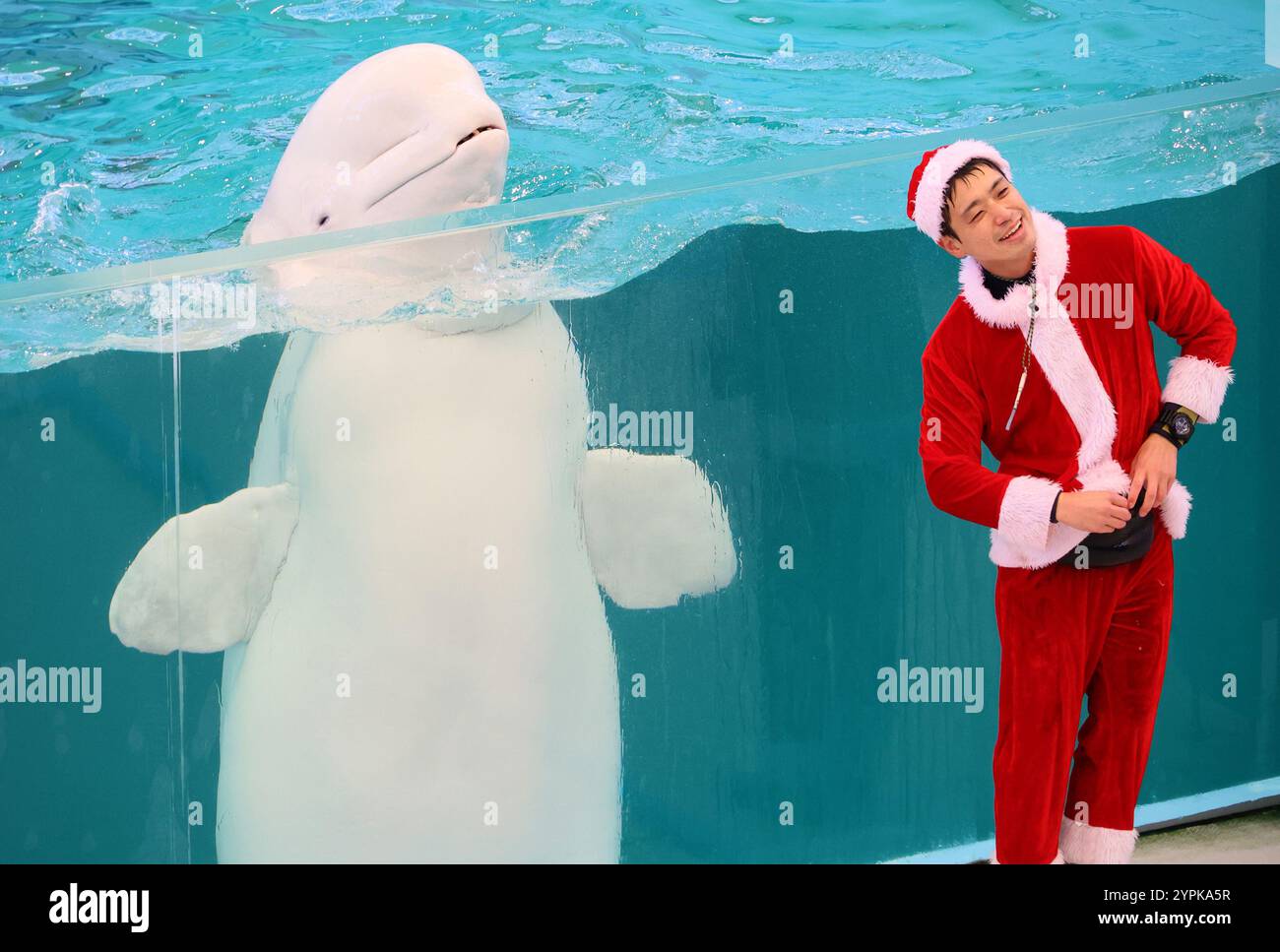 December 1, 2024, Yokohama, Japan - Santa trainer dances with a Beluga ...