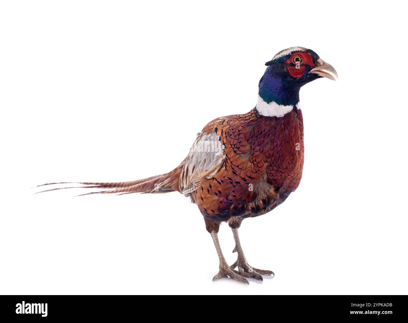 male european pheasant in front of white background Stock Photo - Alamy
