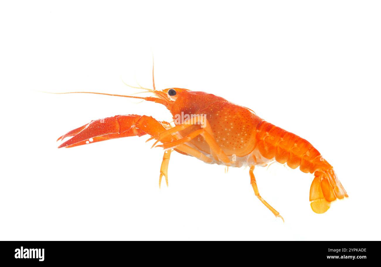 red crayfish in front of white background Stock Photo - Alamy