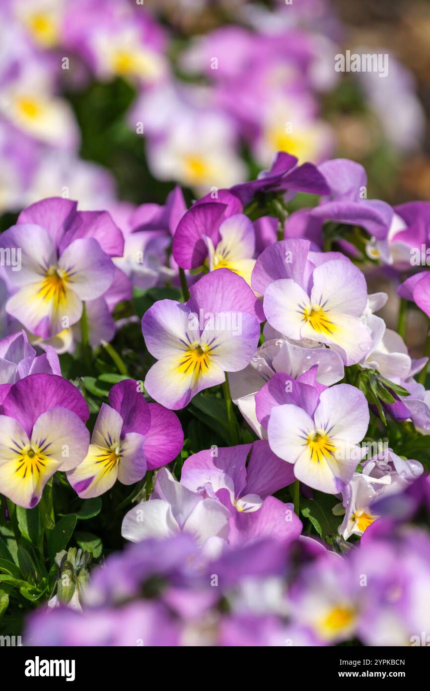 Viola pink lemon lip hi-res stock photography and images - Alamy