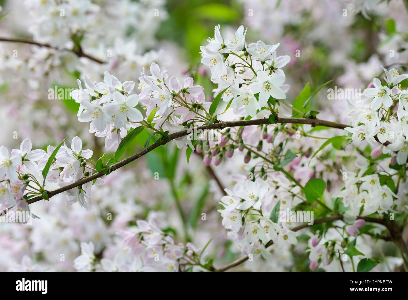 Deutzia rosea yuki snowflake hi-res stock photography and images - Alamy