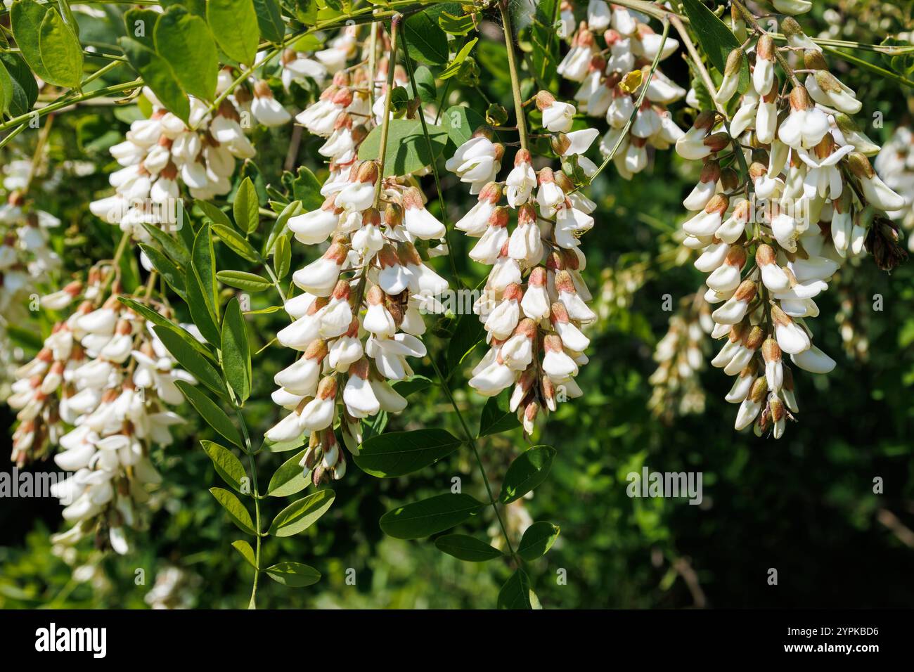 White acacia flowers hanging in clusters on a tree branch with a green ...