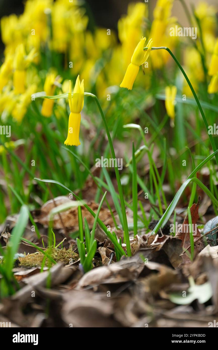 Slender segments hi-res stock photography and images - Alamy