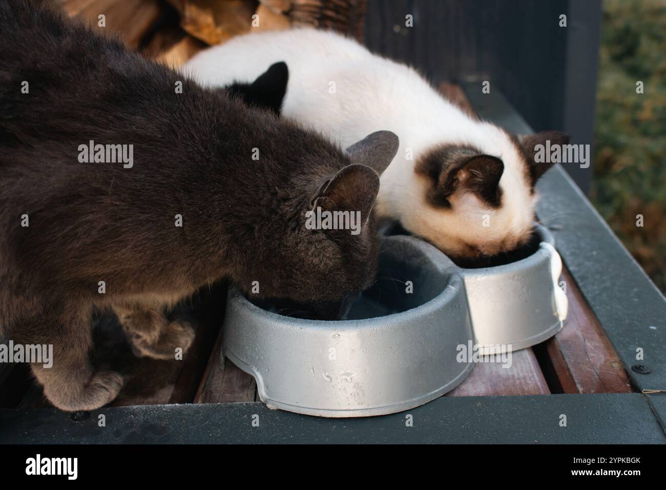 Feeding three homeless cats. Stray cats eating from bowl. Eating pets ...