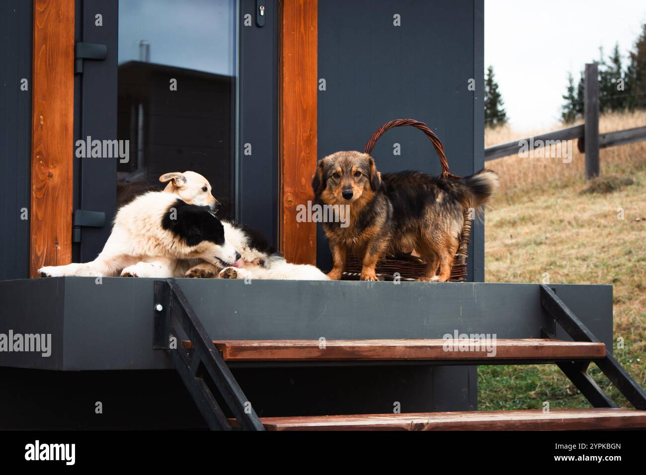 Three outdoor dogs relaxing on wooden porch. Friendly mixed breed dogs ...