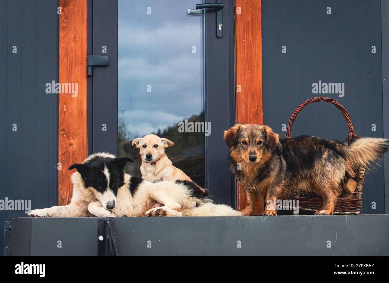Mixed breed dog three adult dogs hi-res stock photography and images ...