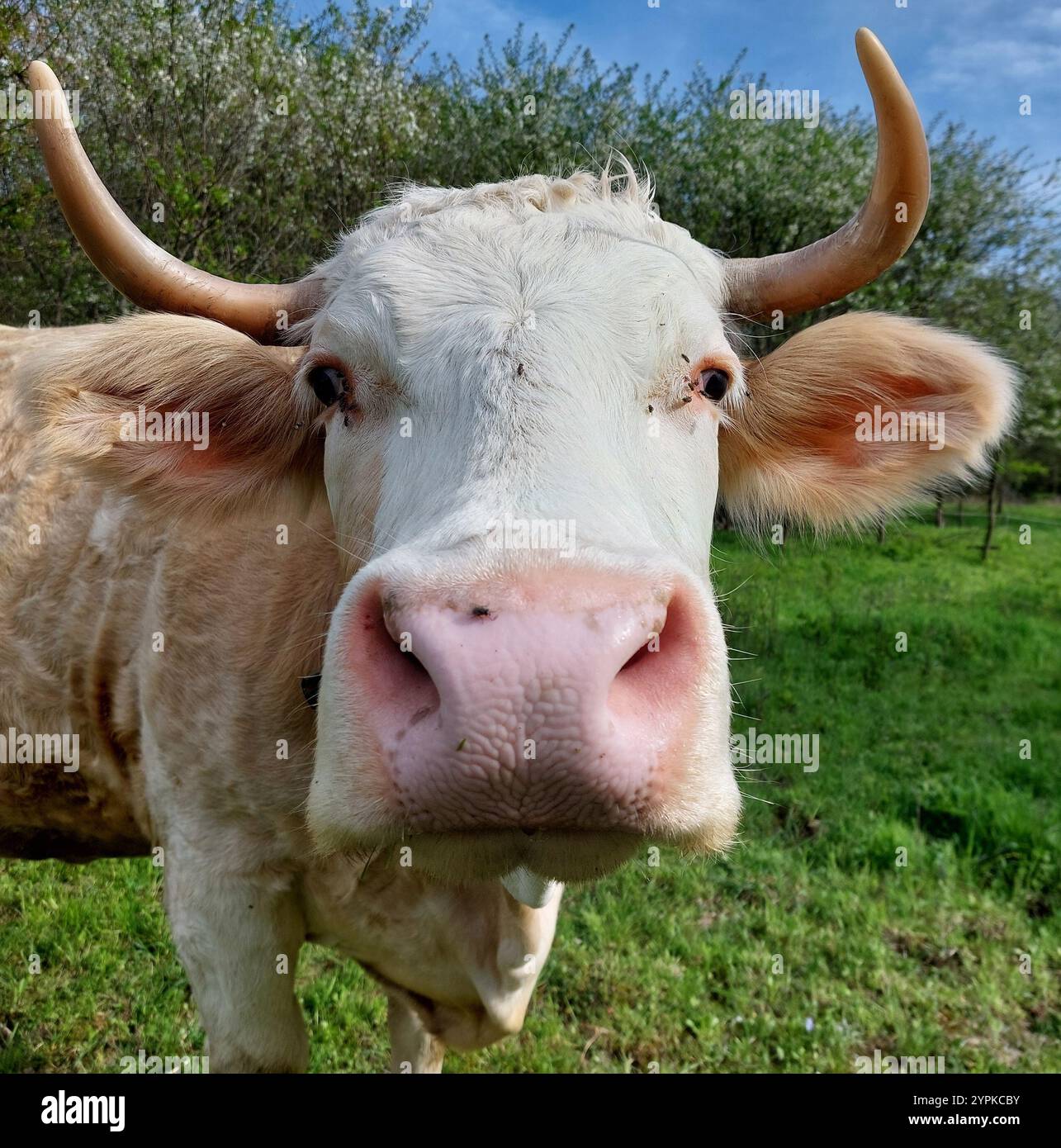 Wide angle close up portrait hi-res stock photography and images - Alamy
