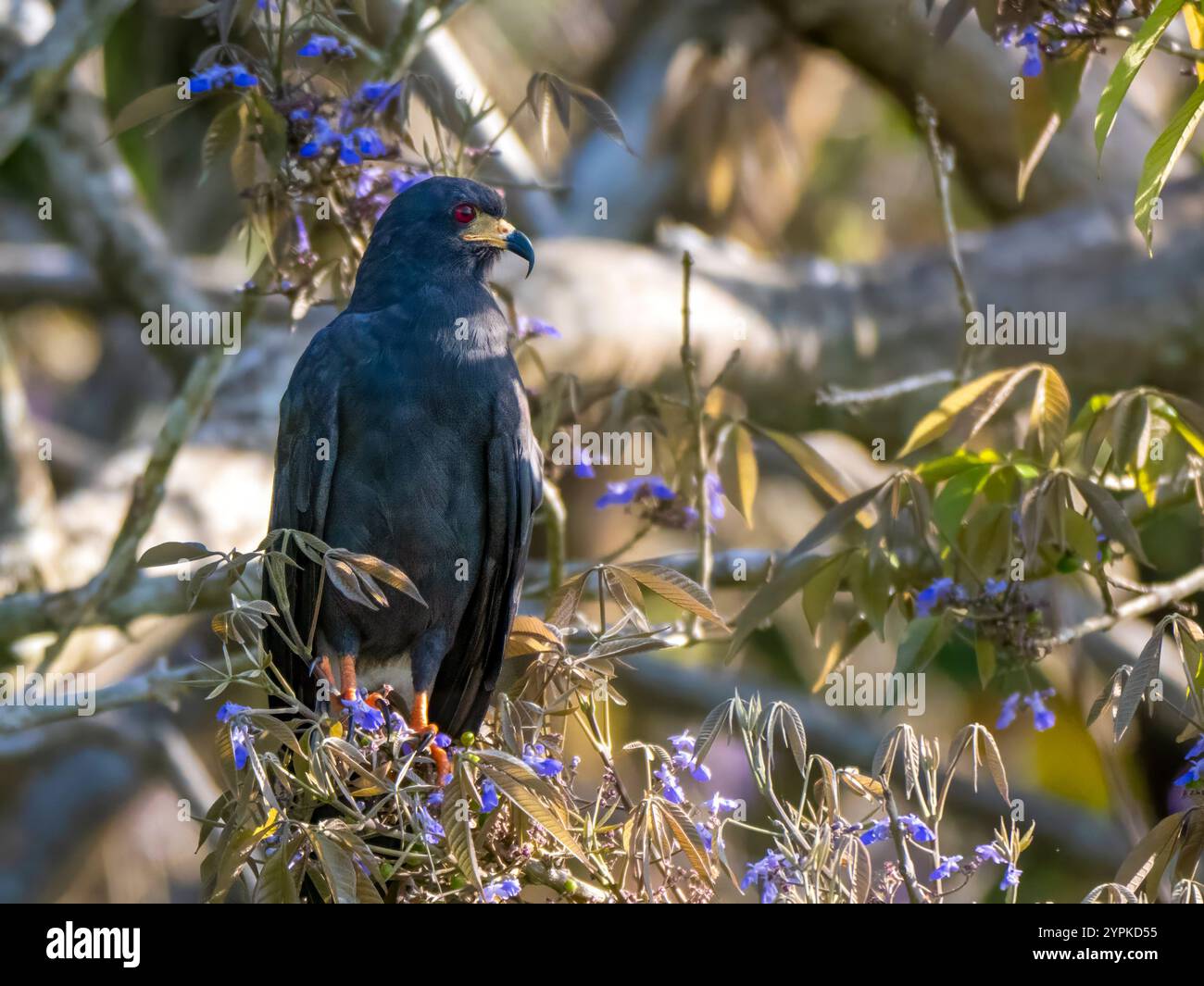 The snail buzzard (Rostrhamus sociabilis), also known as the snail kite ...