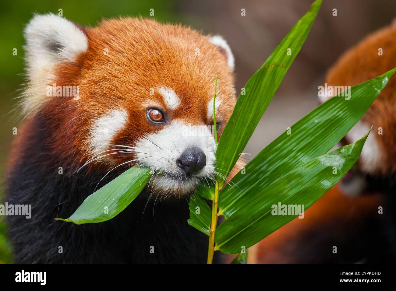 The Red Panda, Ailurus fulgens, or "shining cat", is a small arboreal ...