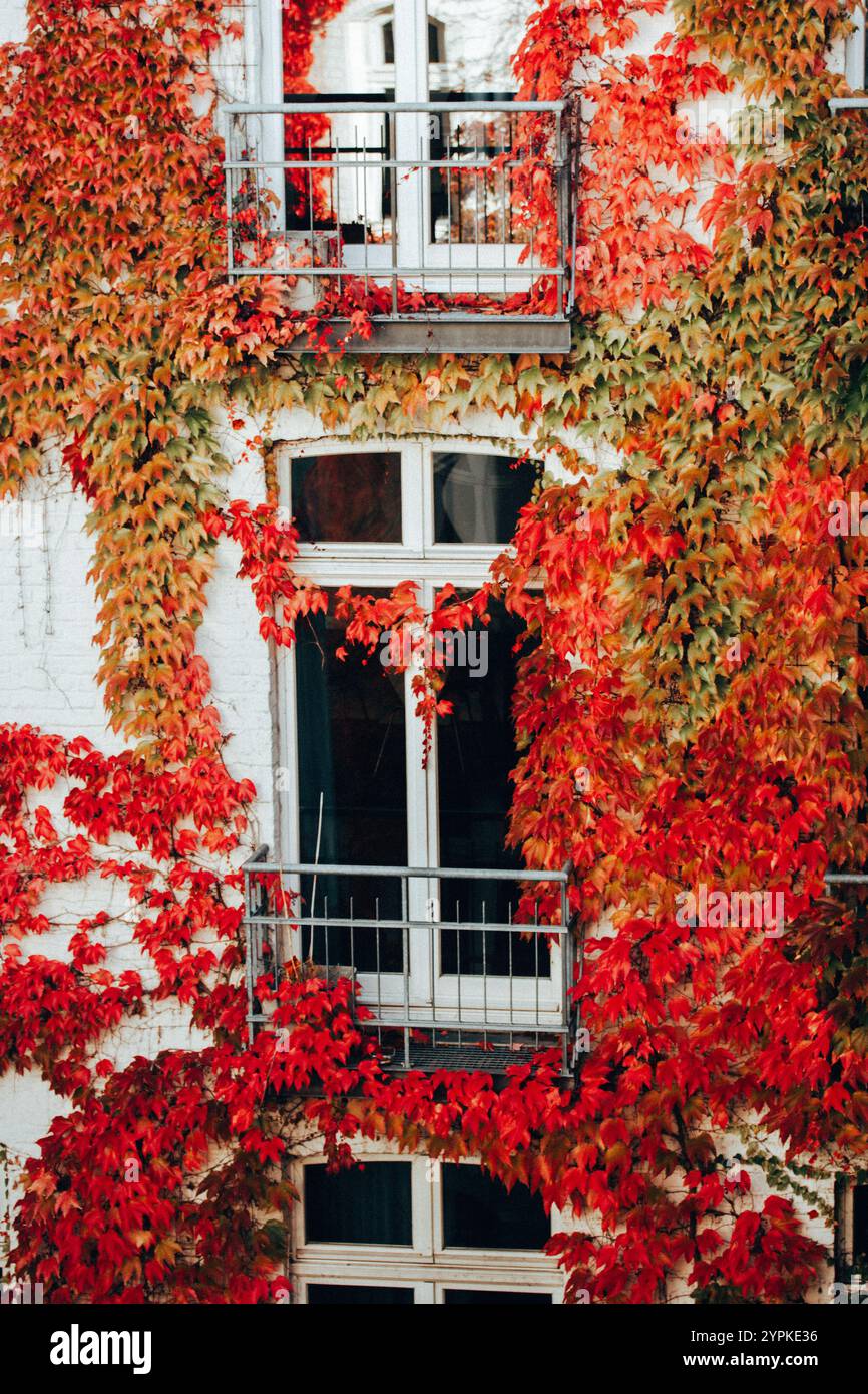 Building and balcony, white brick facade overgrown with wild grapes ...