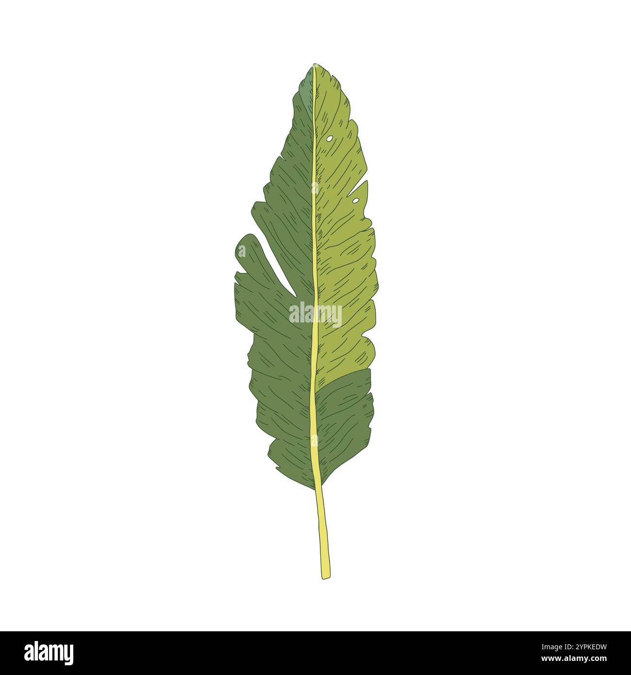 Tropical banana tree leaf hand drawn style. Vector illustration Stock ...