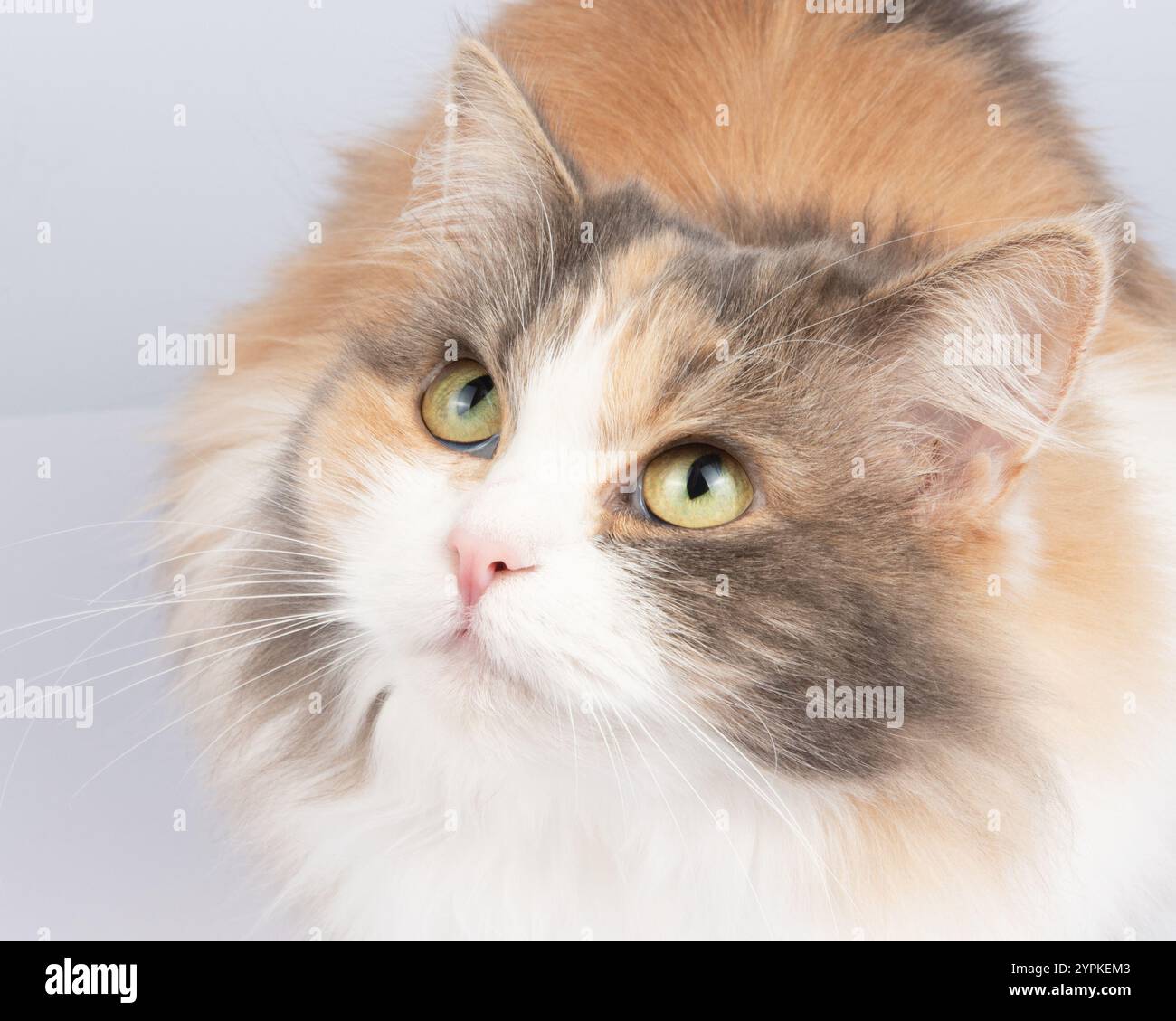 Fluffy long hair cat portrait isolated on the white background Stock ...