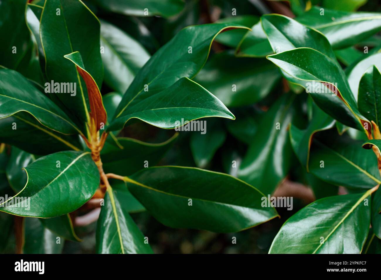 Bright green smooth and shiny leaves with the reflection of sunlight ...