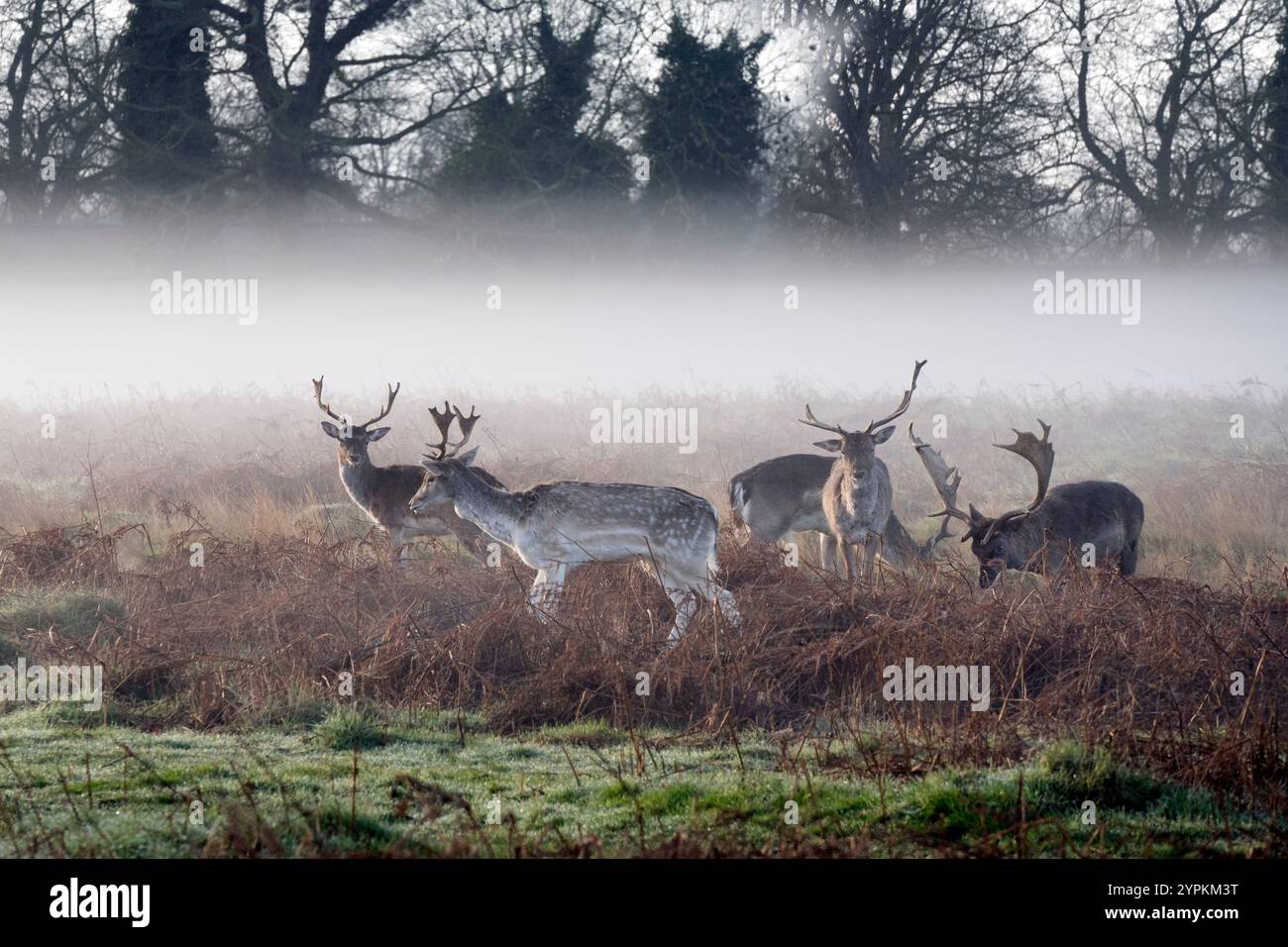Randy young hi-res stock photography and images - Alamy