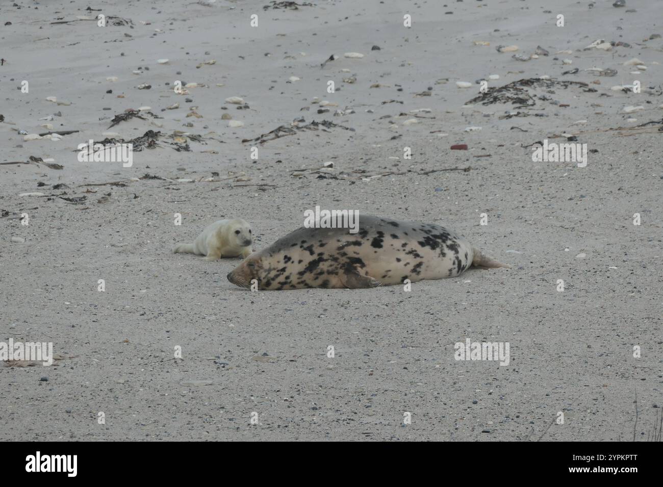 Helgoland, Germany. 26th Nov, 2024. A young gray seal lies on the ...
