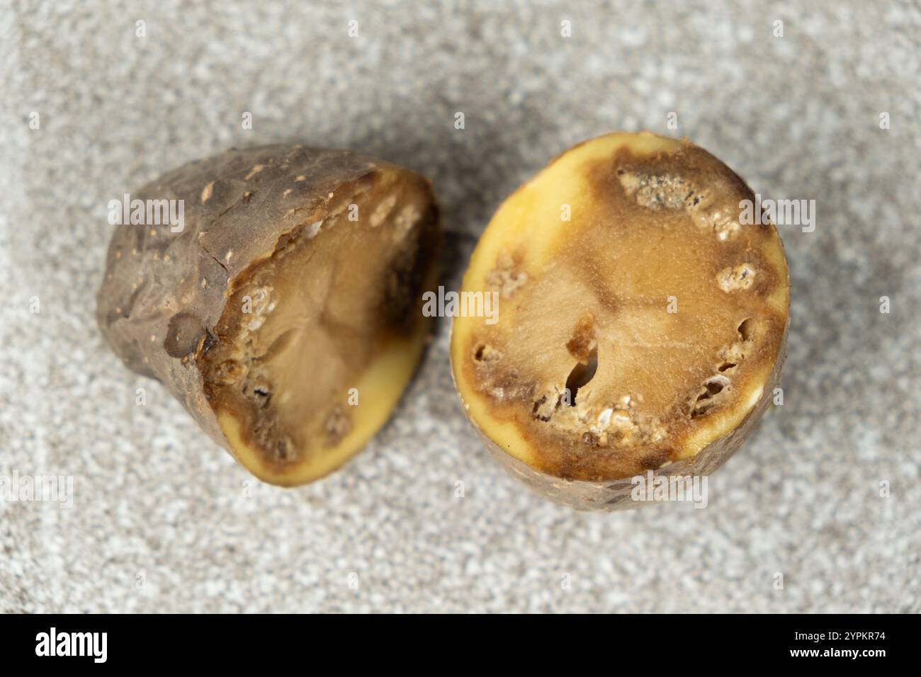 Tuber soft rot disease hi-res stock photography and images - Alamy