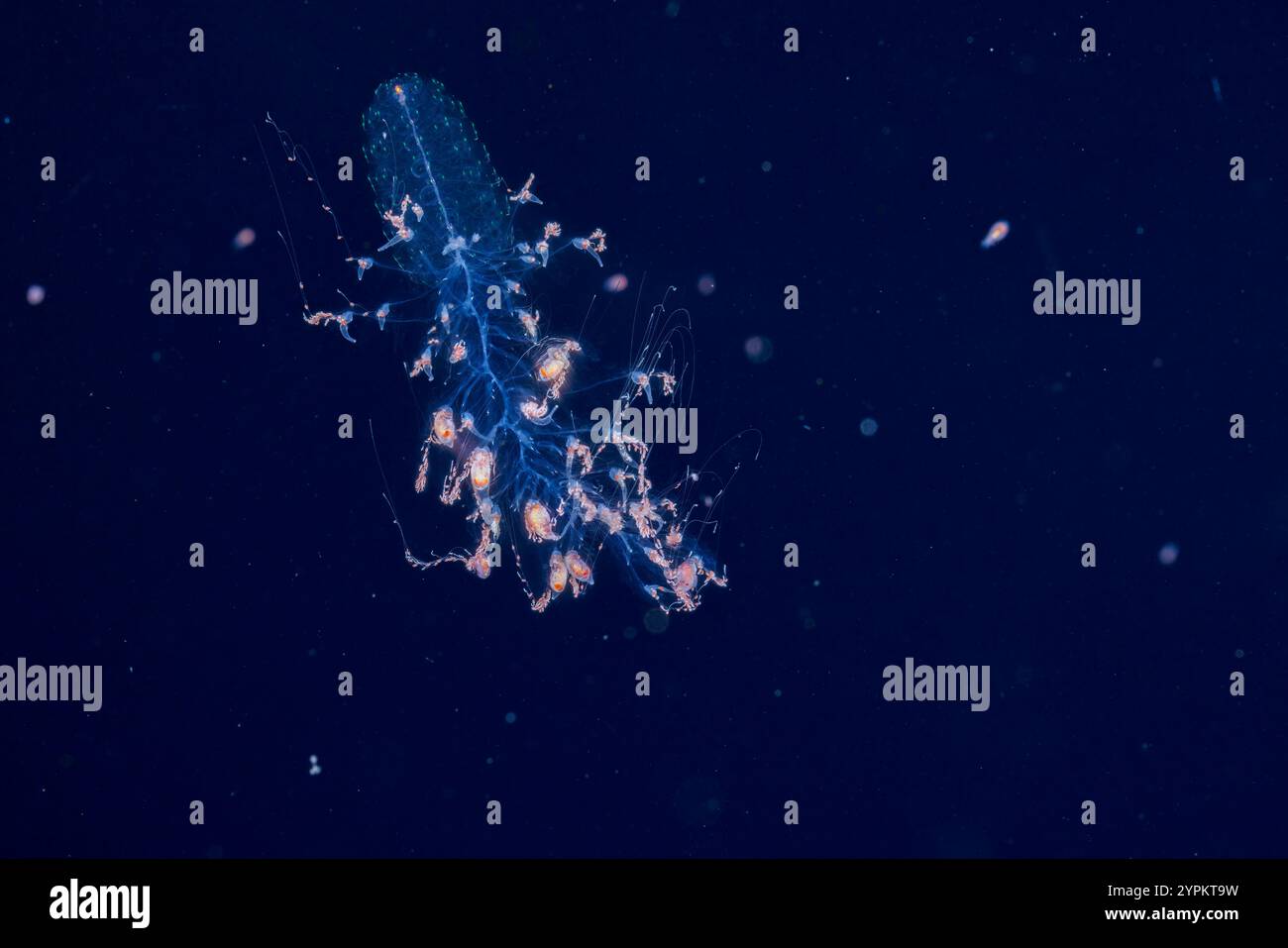 A siphonophore or hydrozoan, Forskalia formosa. This is a member of the ...