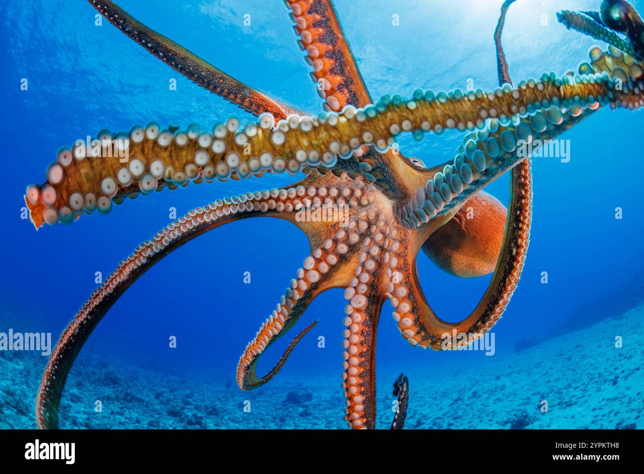 The day octopus, Octopus cyanea, is also known as the big blue octopus ...