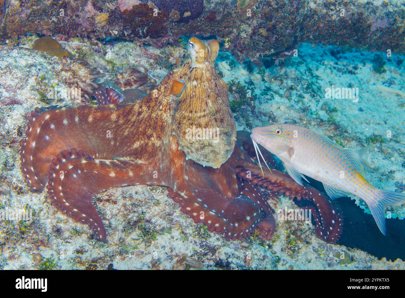 Day octopus, Octopus cyanea, and a yellowsaddle goatfish, Parupeneus ...