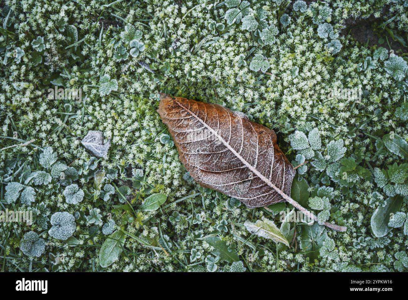 Brown fallen leaf covered with ice crystals lies in the frozen green ...