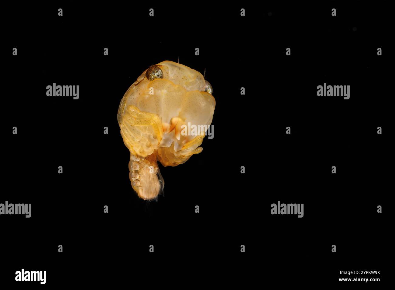 The megalopa larval stage of a crab with claws, legs and tail ...