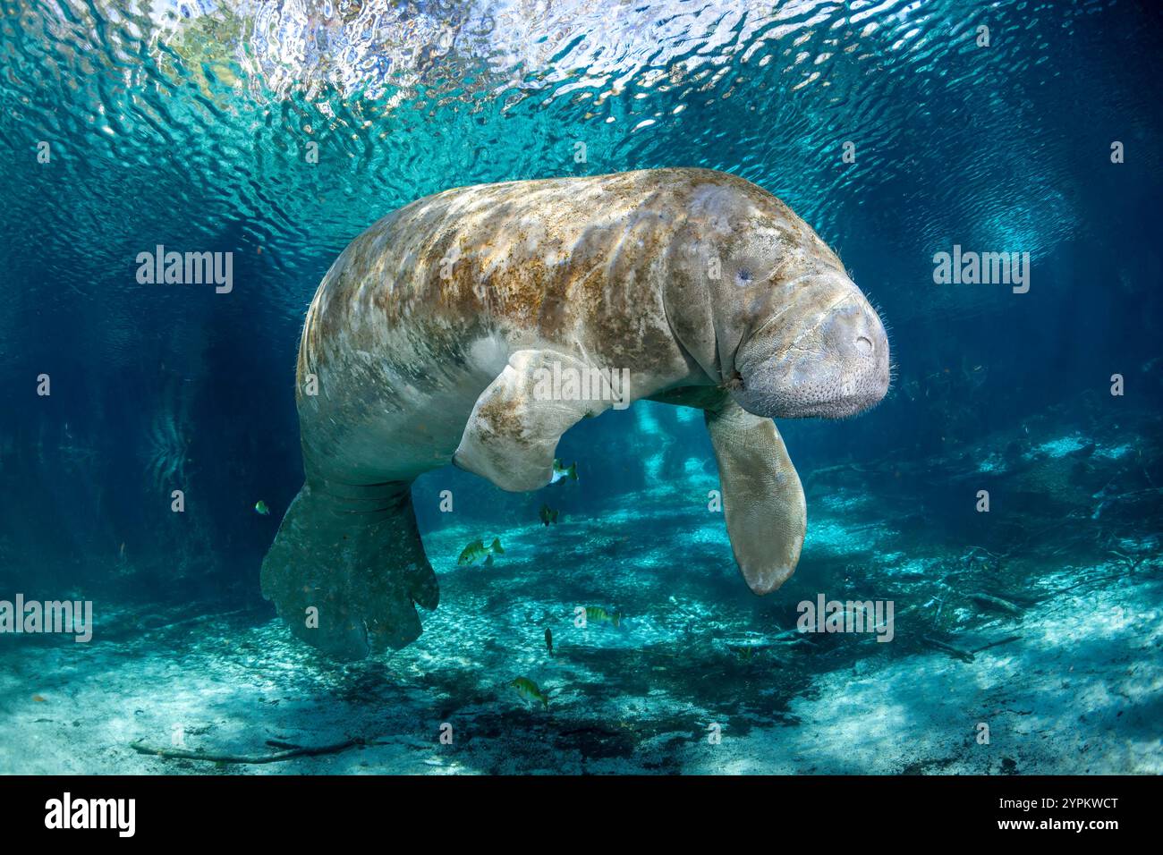 Endangered Florida Manatee, Trichechus manatus latirostris, at Three ...