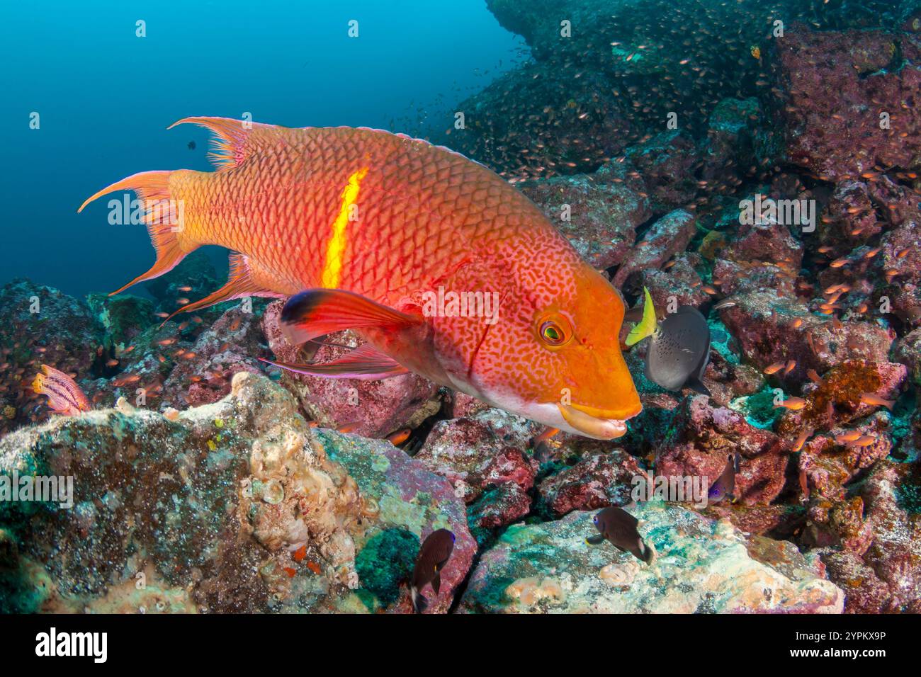 Streamer hogfish galapagos hi-res stock photography and images - Alamy