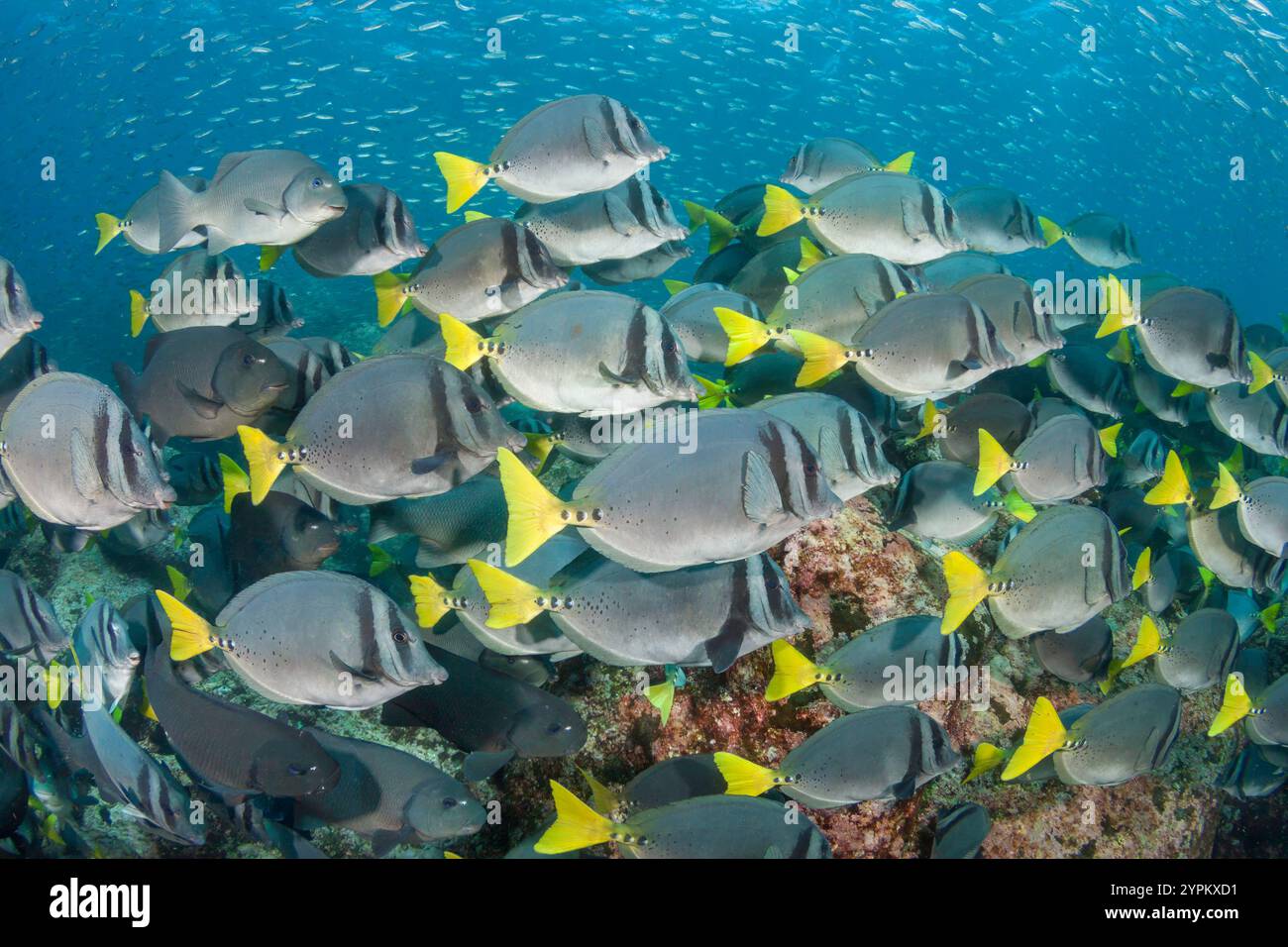 Schooling yellowtail surgeonfish, Prionurus laticlavius, Santa Fe ...