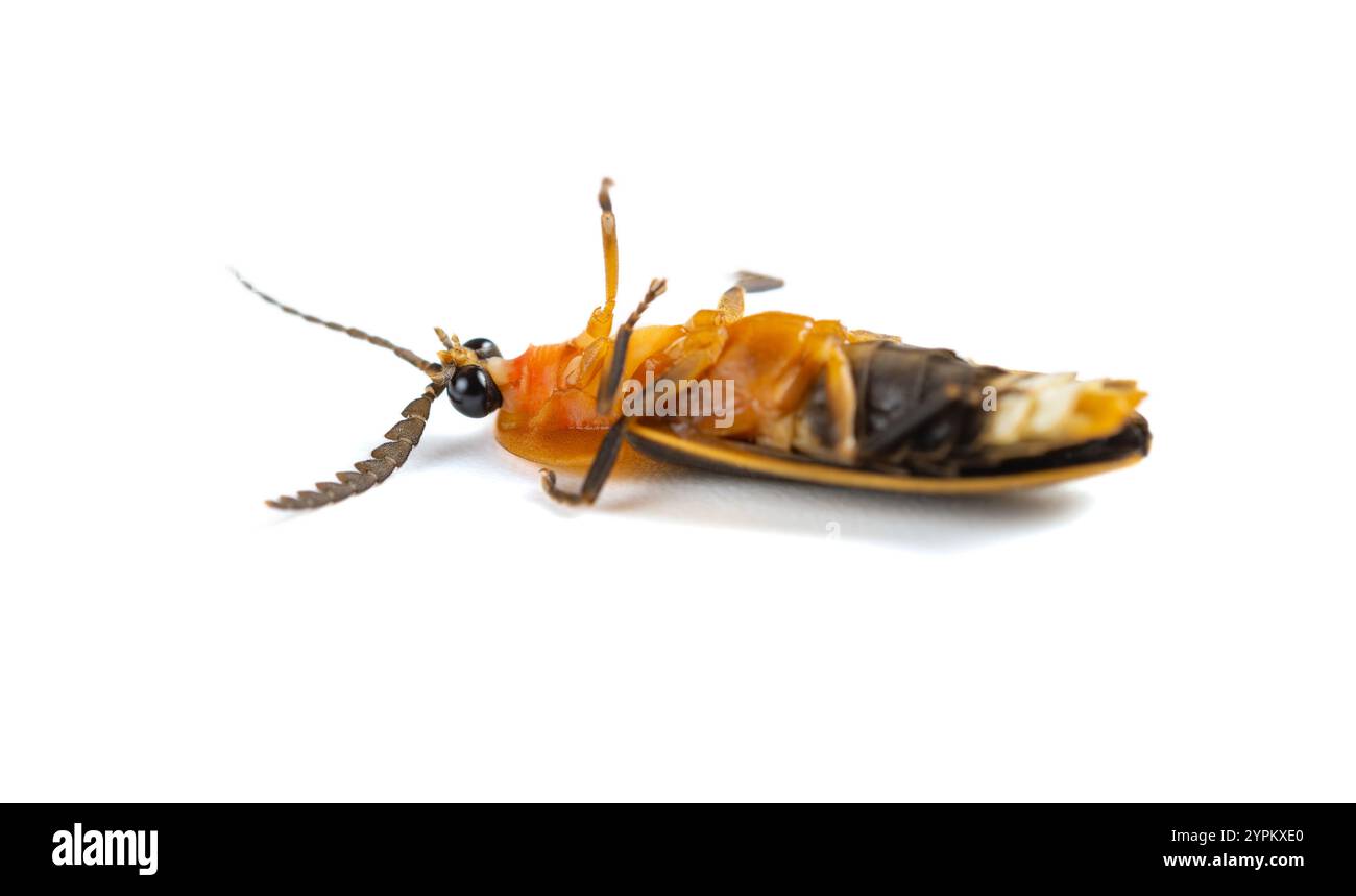 Firefly insect Cut Out Stock Images & Pictures - Alamy