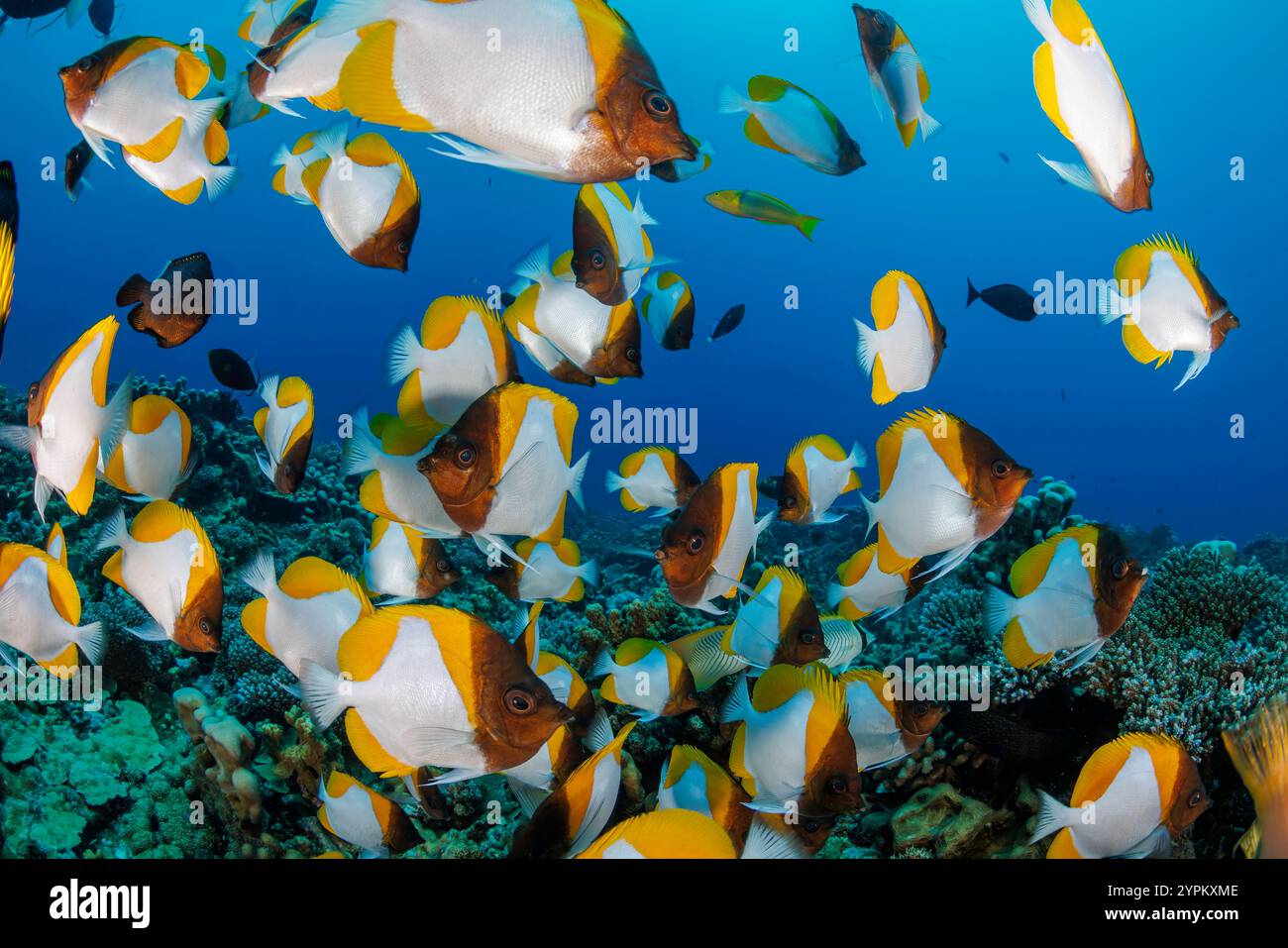 Pyramid butterflyfish, Hemitaurichthys polylepis, Saipan, Micronesia ...