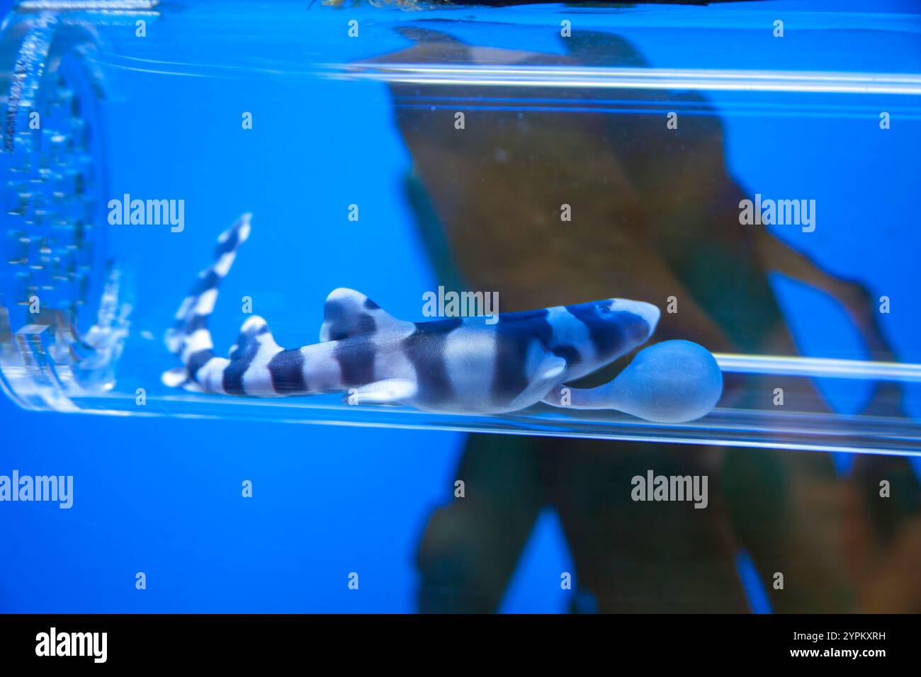 The Bamboo Shark, Chiloscyllium punctatum, is also called the Brown ...