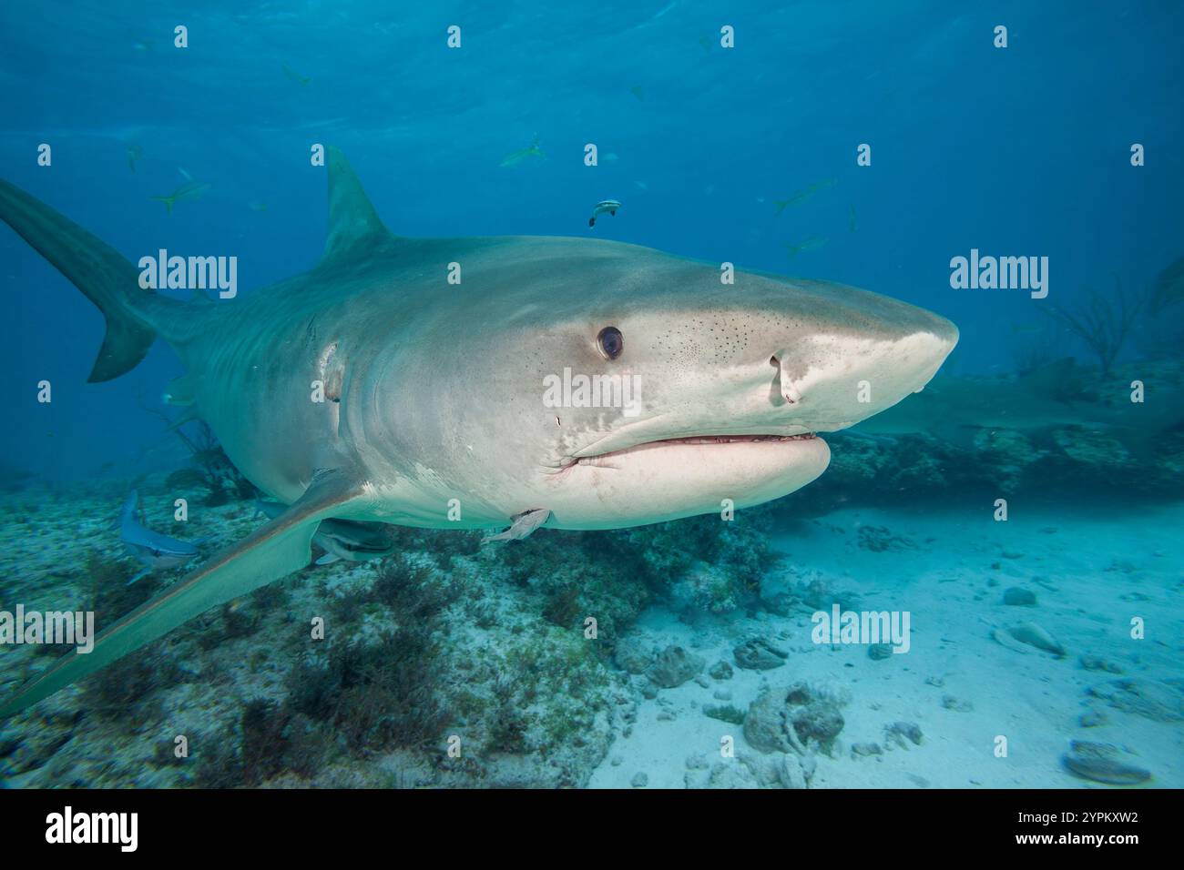 A close look underwater of a tiger shark, Tiger Beach., Bahamas ...