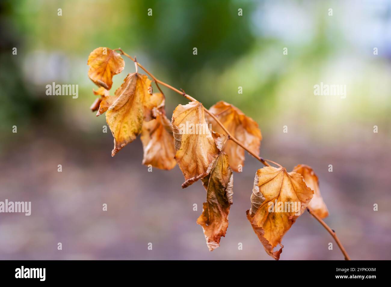 Multiple leaves showcasing hi-res stock photography and images - Alamy