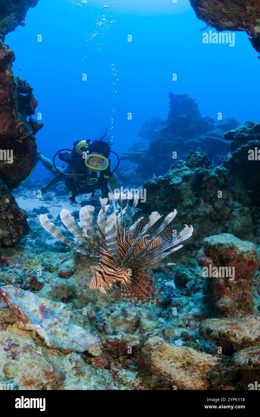 Diver (MR) and a lionfish, Pterois volitans, in the South Pacific off ...