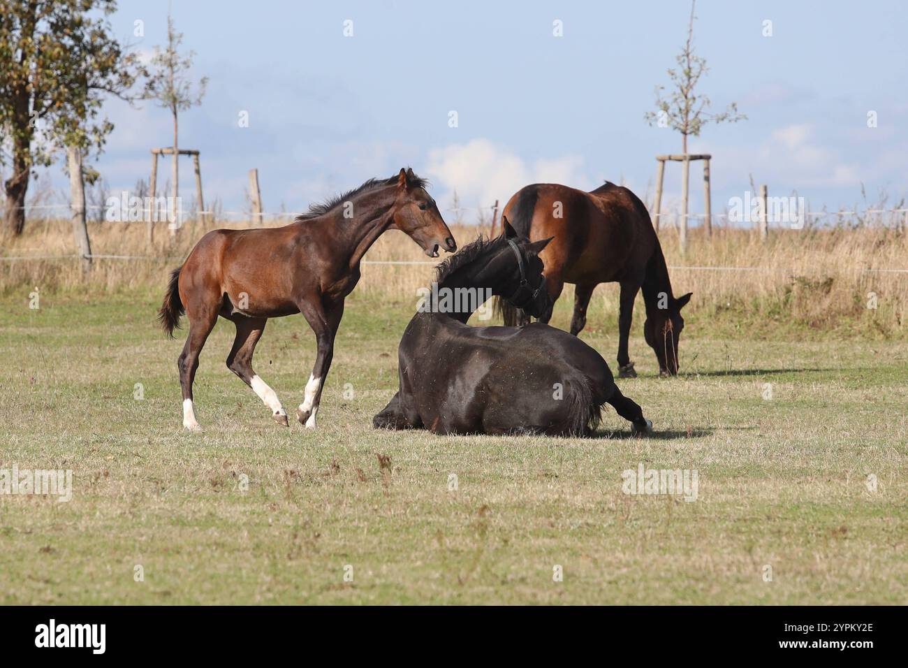 Aggressive haltung hi-res stock photography and images - Alamy
